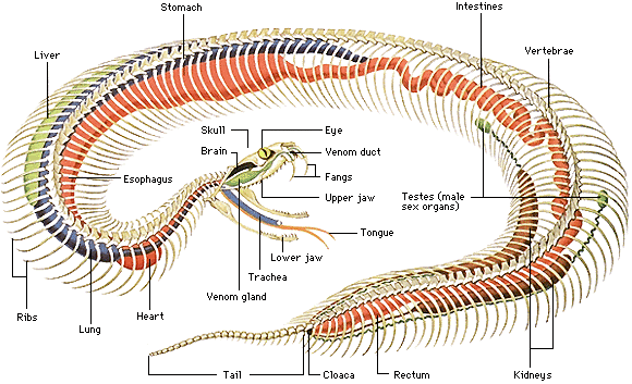 Snake Skeleton Anatomy gif by sledman8indy | Photobucket